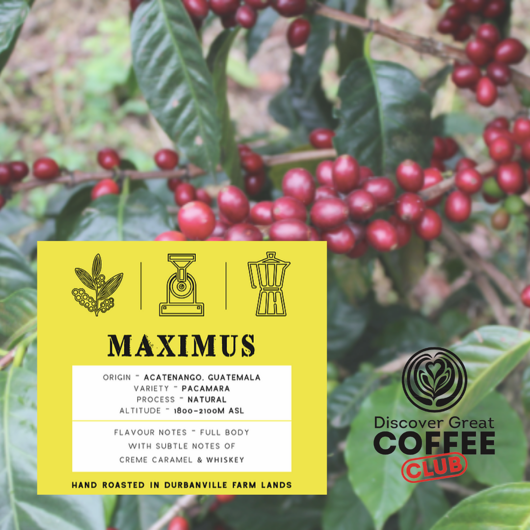 Have you ever tasted a pacamara coffee? - Coffee Magazine