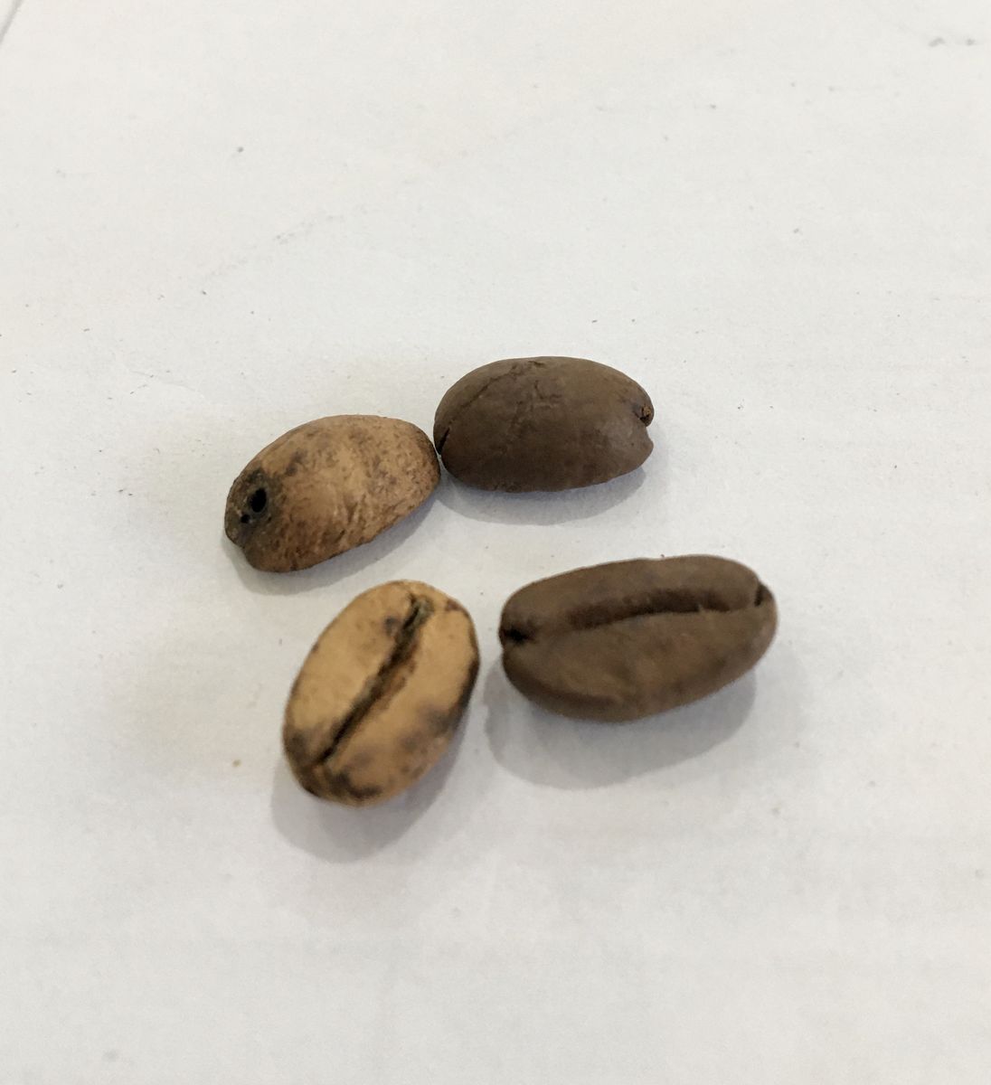 Coffee Basics: What is a Quaker? - Coffee Magazine