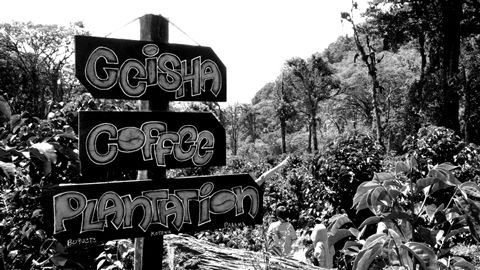 The Most Expensive Coffee in South Africa Right Now! - Coffee Magazine