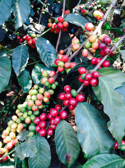 Coffee & the Three Bears - Coffee Magazine