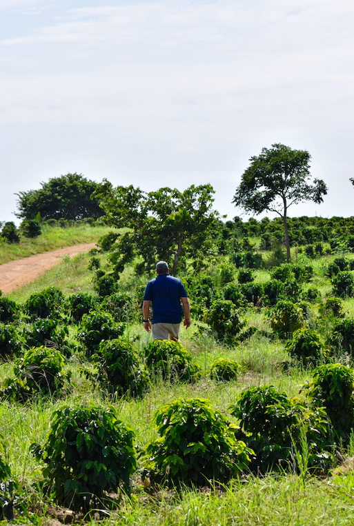 A visit to Mpenjati Coffee Farm on the KZN South Coast - Coffee Magazine