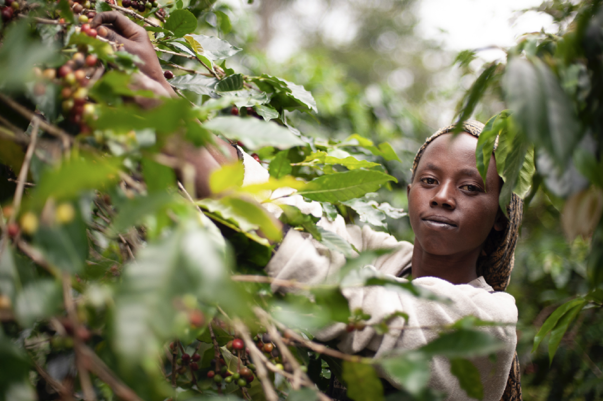 The Story of a Tanzanian Coffee Farm - Coffee Magazine