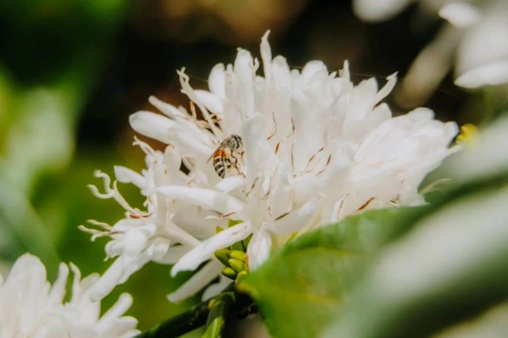 Coffee & Bees: A special relationship! - Coffee Magazine