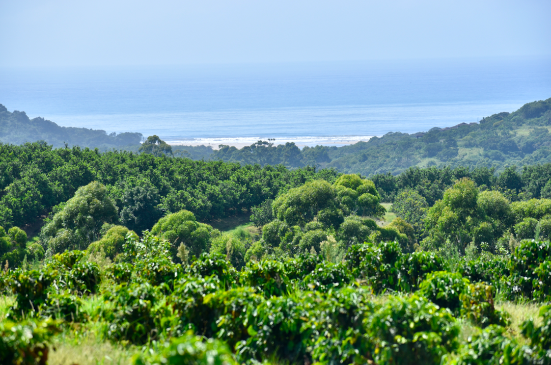 Coffee Growing: The Possibilities of Oceanic Coffee - Coffee Magazine