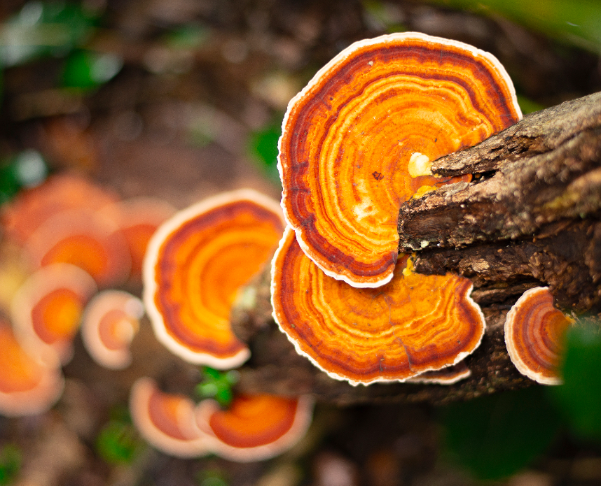 Functional Fungi! - Coffee Magazine