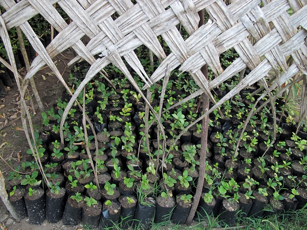 A naturally decaffeinated bean? Discover the Racemosa species. - Coffee ...