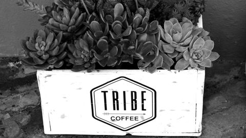 Tribe Coffee's Winter Drive - Coffee Magazine