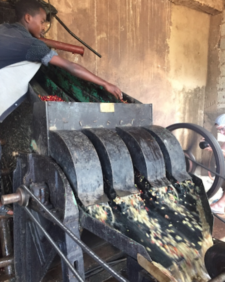 Coffee Processing Basics: Washed - Coffee Magazine